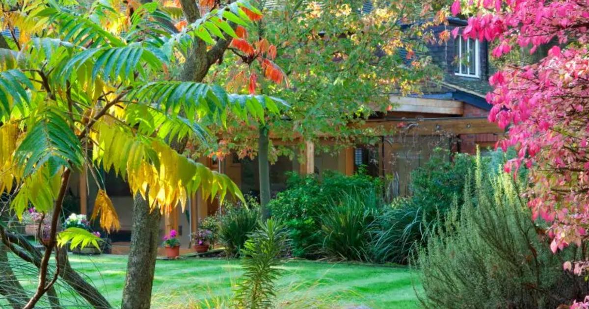 Esport1 - Kis méretű díszfák a kertben